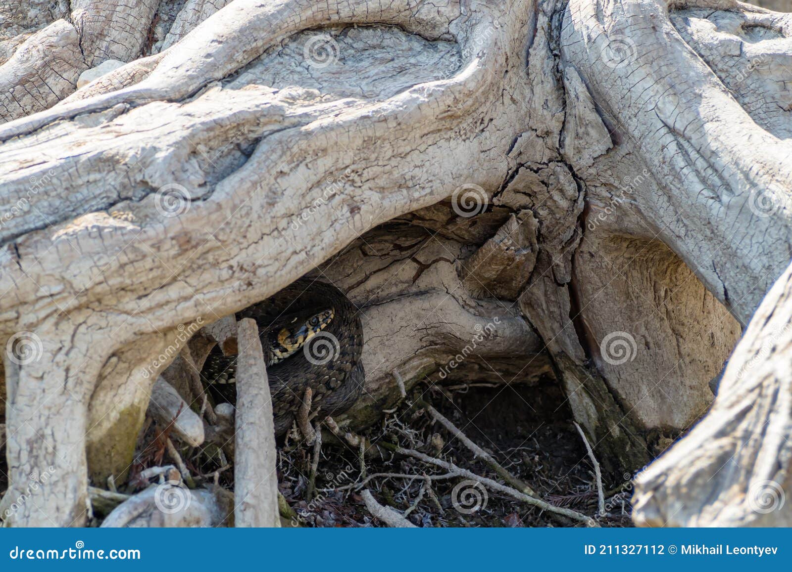 Snake Hid Under the Root of a Tree Stock Photo - Image of scenery ...