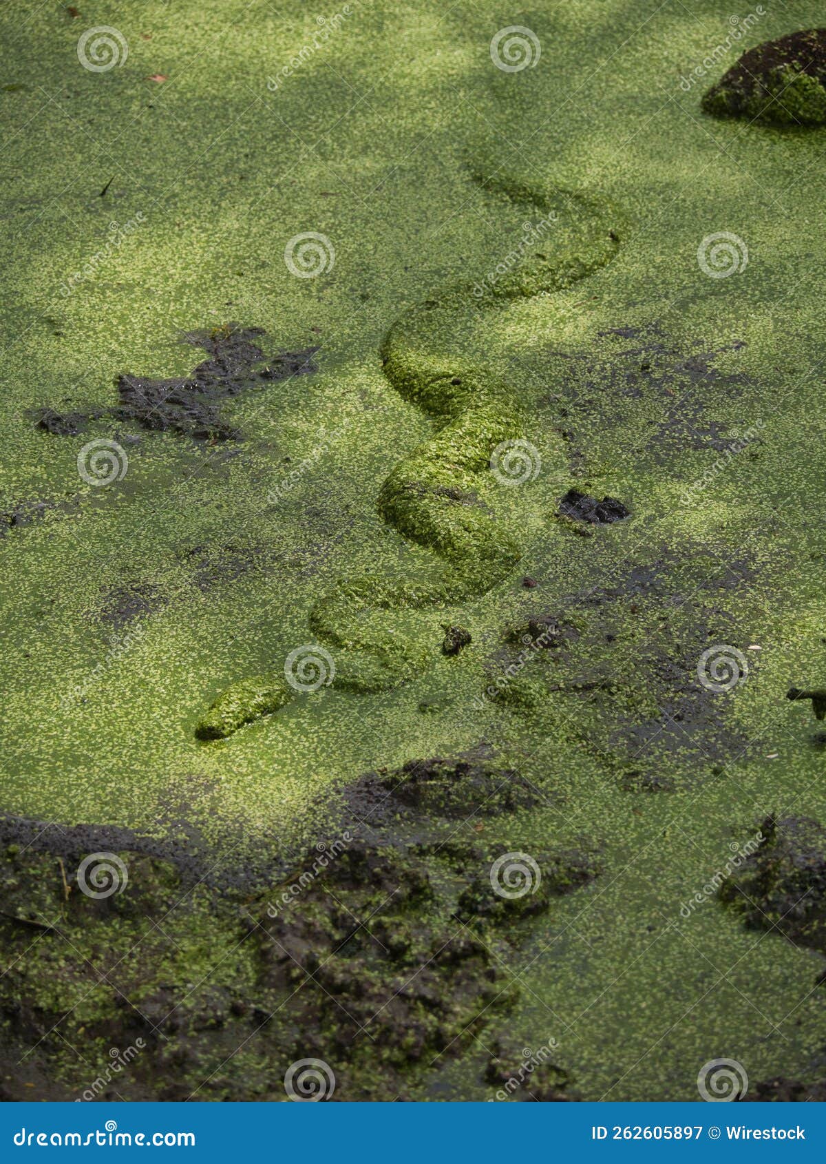 Snake Hidden in a Pond Covered with Moss Stock Image - Image of covered ...