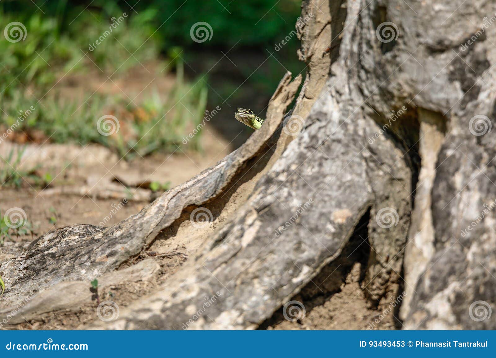 Snake Hide Behind the Tree. Stock Image - Image of environment, ground ...