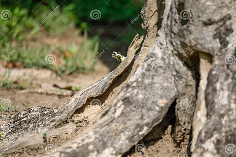 Snake Hide Behind the Tree. Stock Image - Image of environment, ground ...