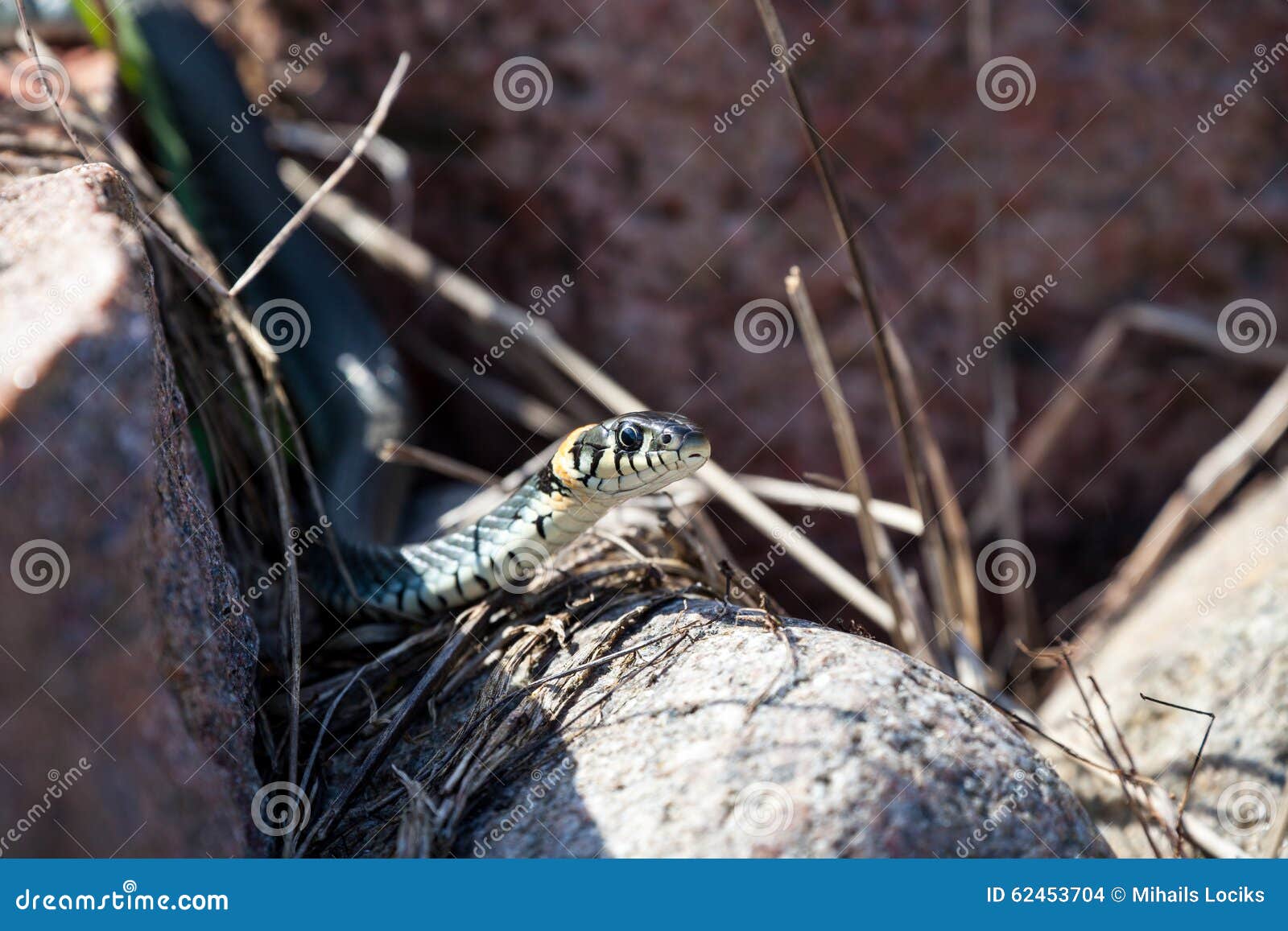 Snake Hiding among the Rocks Stock Photo - Image of quiet ...