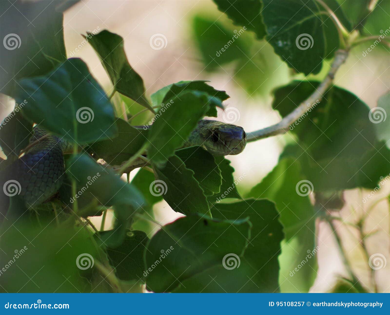 Snake hiding in a tree stock image. Image of animal, utah - 95108257
