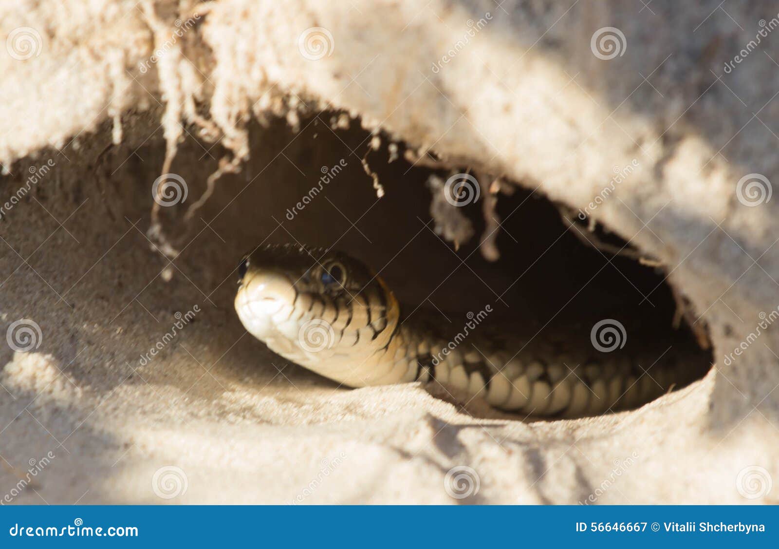 Snake in a hole stock image. Image of eyed, hunter, defense - 56646667