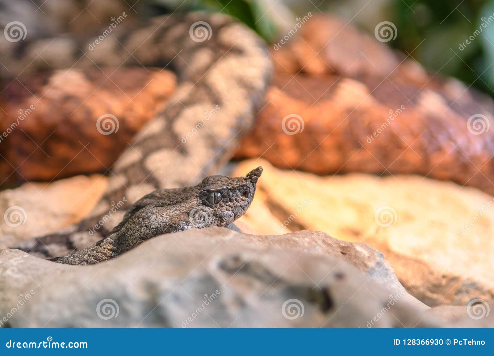 Viper snake stock photo. Image of protected, horned - 128366930