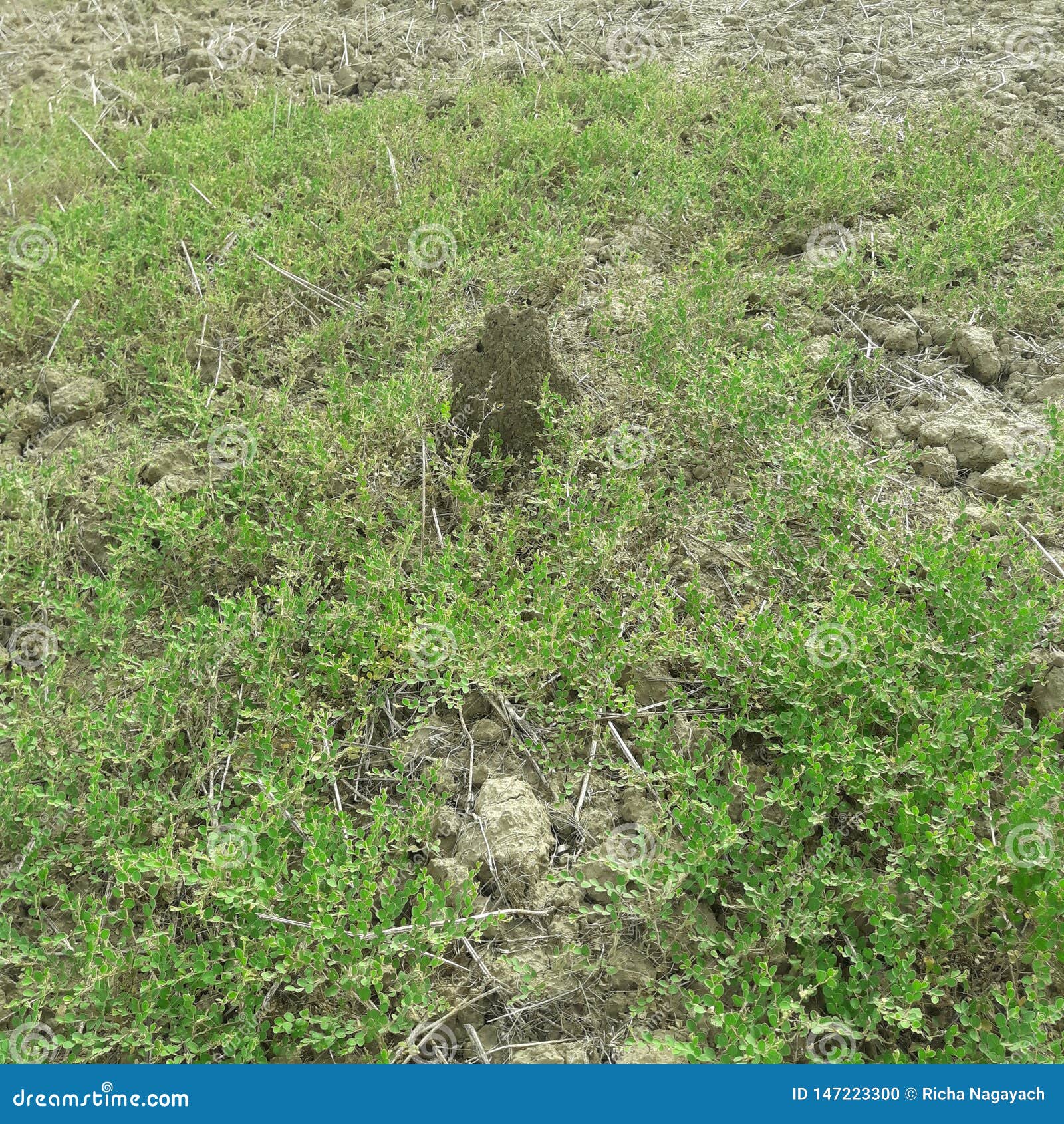 Snake house stock photo. Image of snake, house, land - 147223300