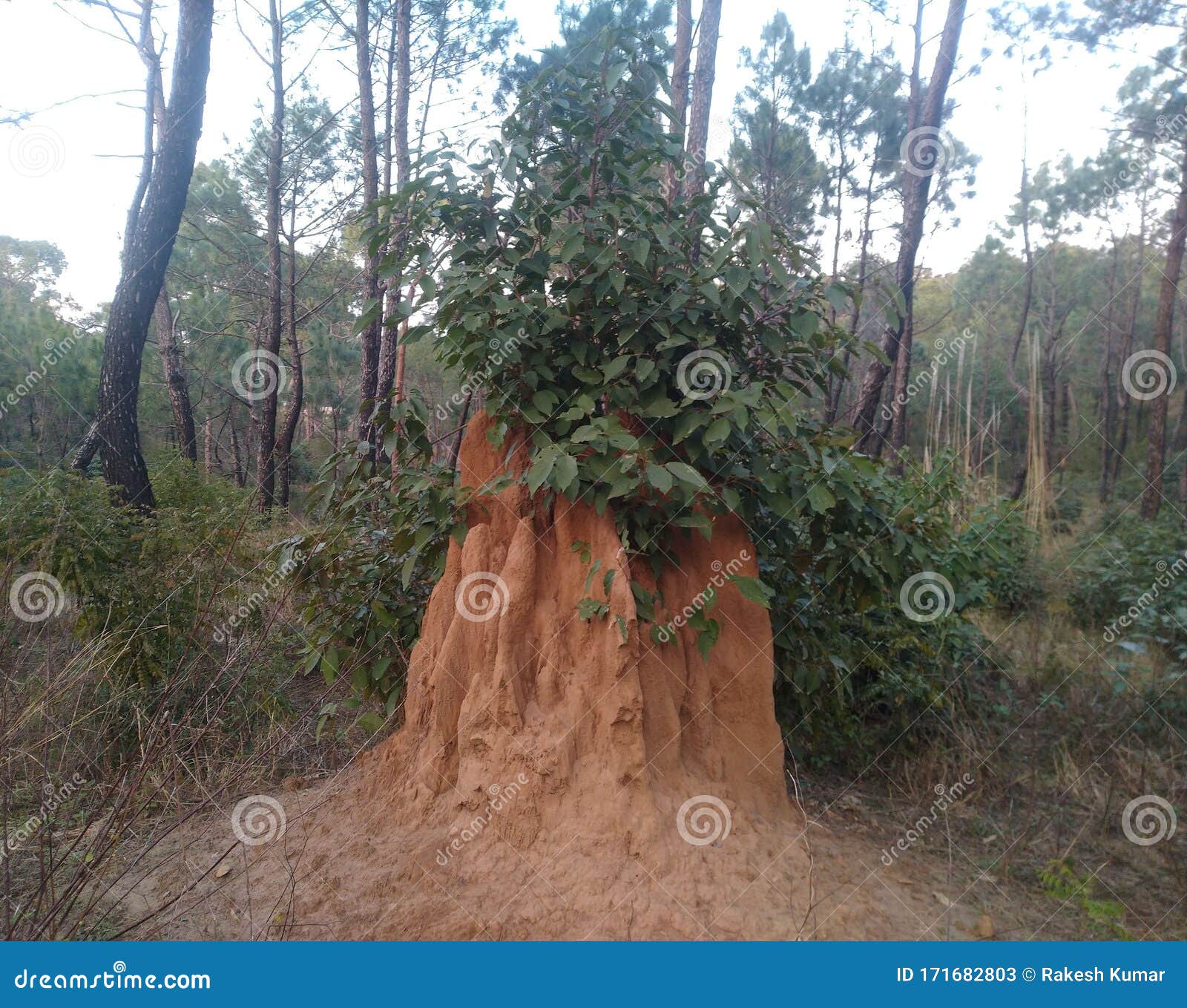 Snake House made with Sand stock image. Image of trees - 171682803