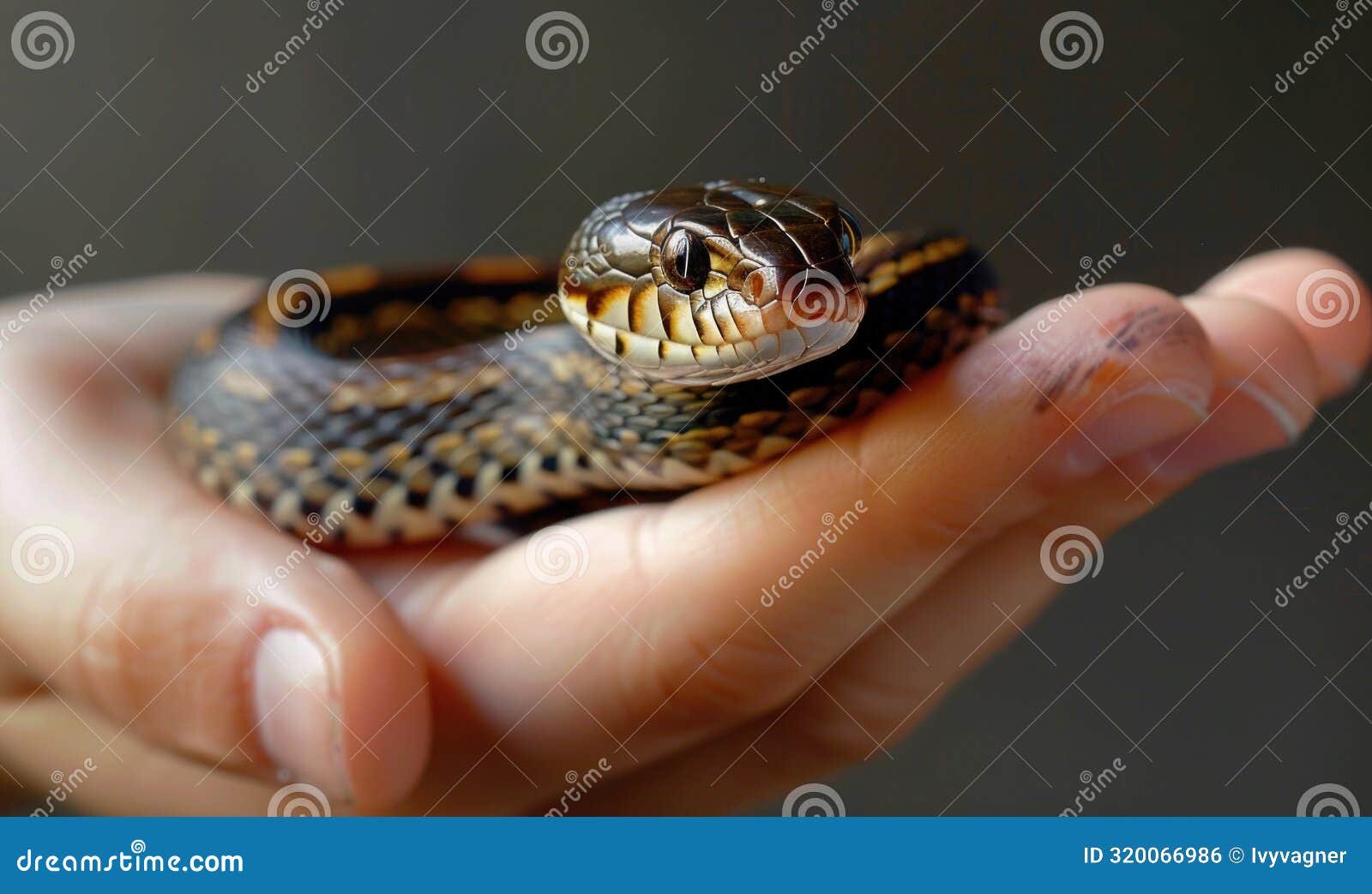 Snake on human hand stock illustration. Illustration of nature - 320066986