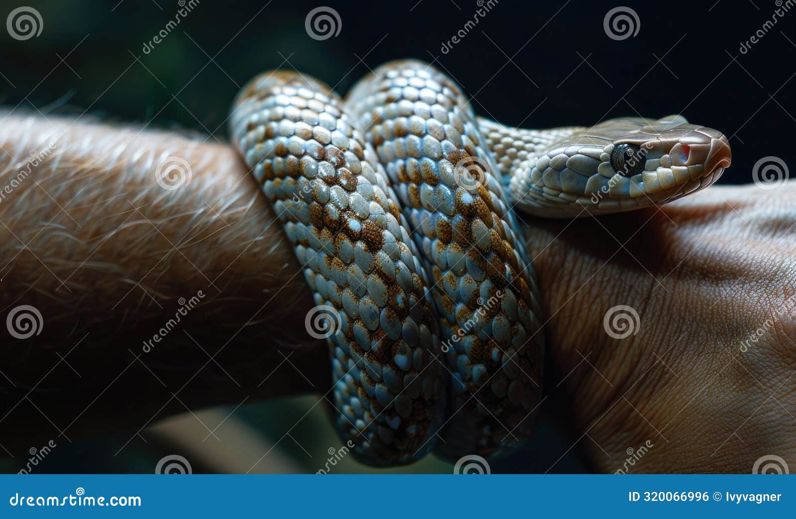Snake on human hand stock illustration. Illustration of venom - 320066996
