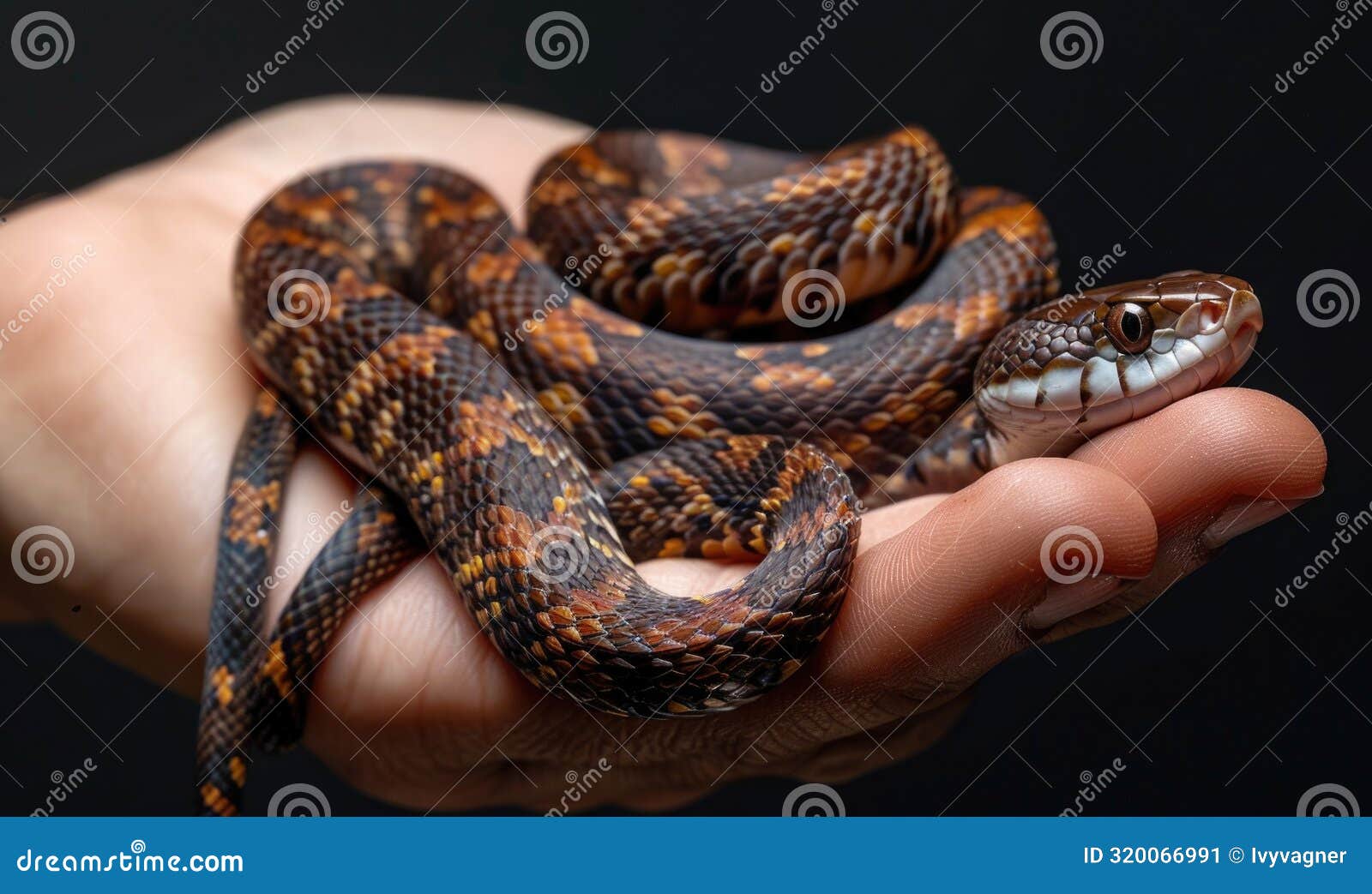 Snake on human hand stock illustration. Illustration of brown - 320066991