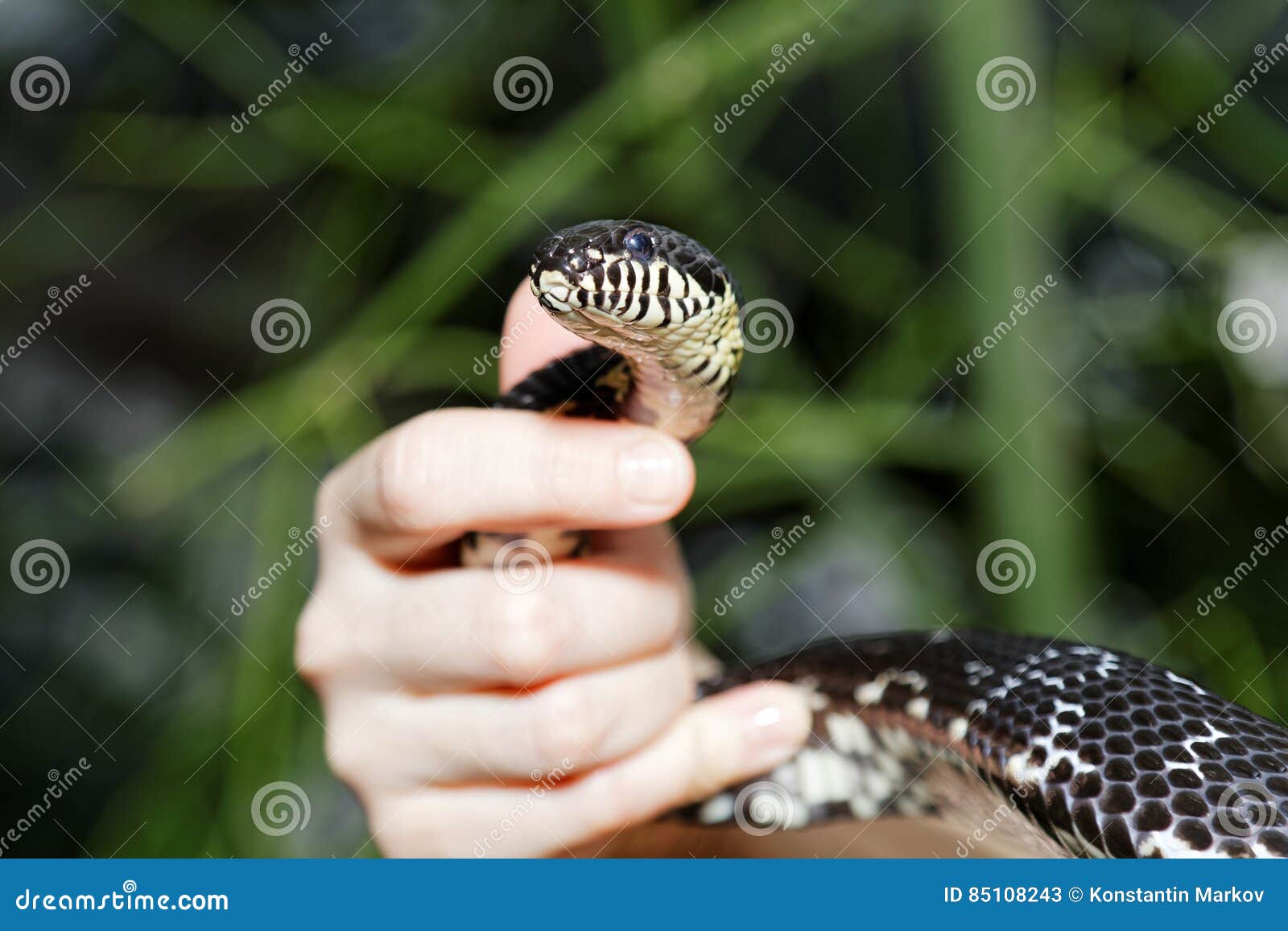 Snake in human hands stock image. Image of ophidian, hand - 85108243