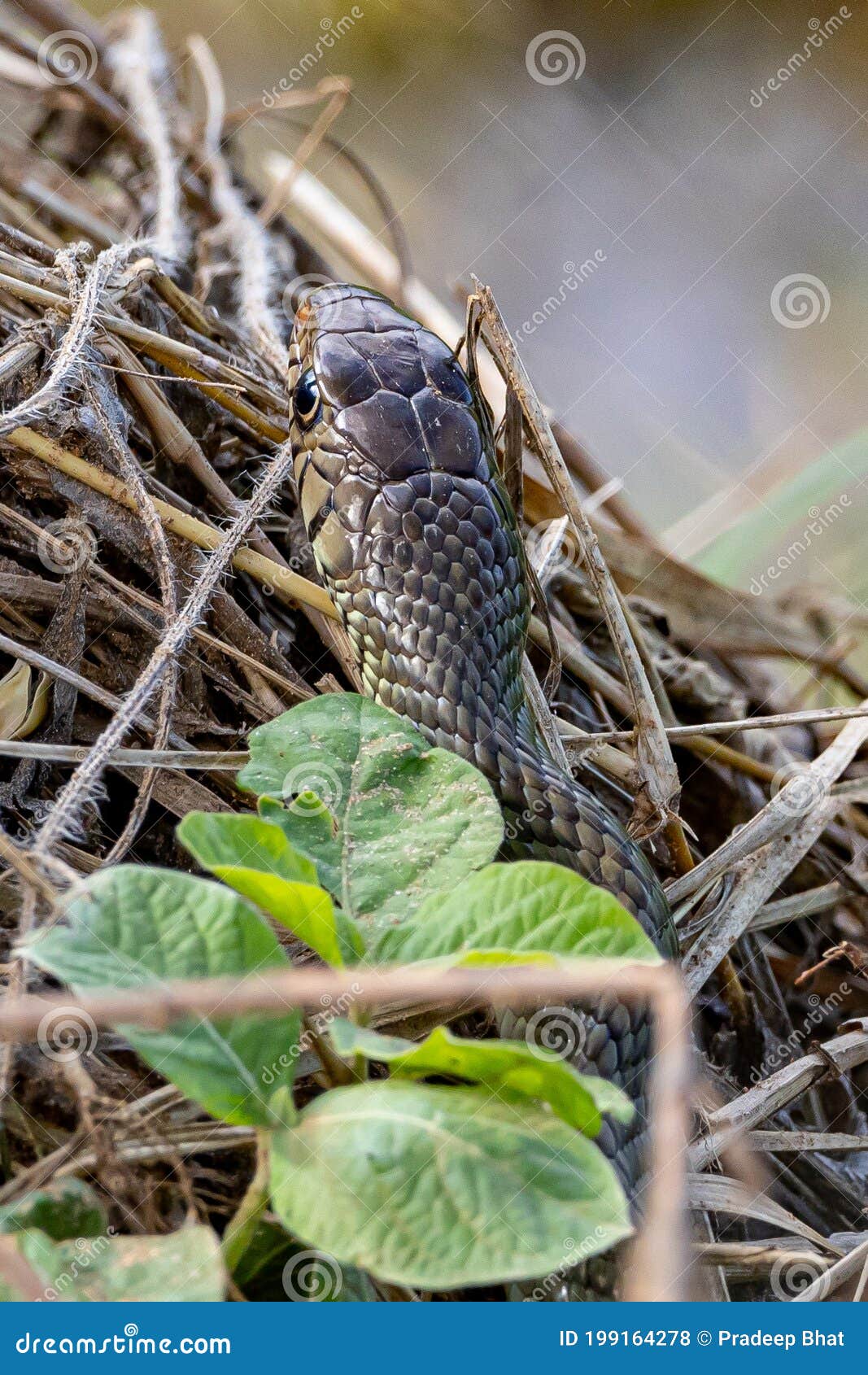 Snake on hunt b stock photo. Image of agriculture, farming - 199164278