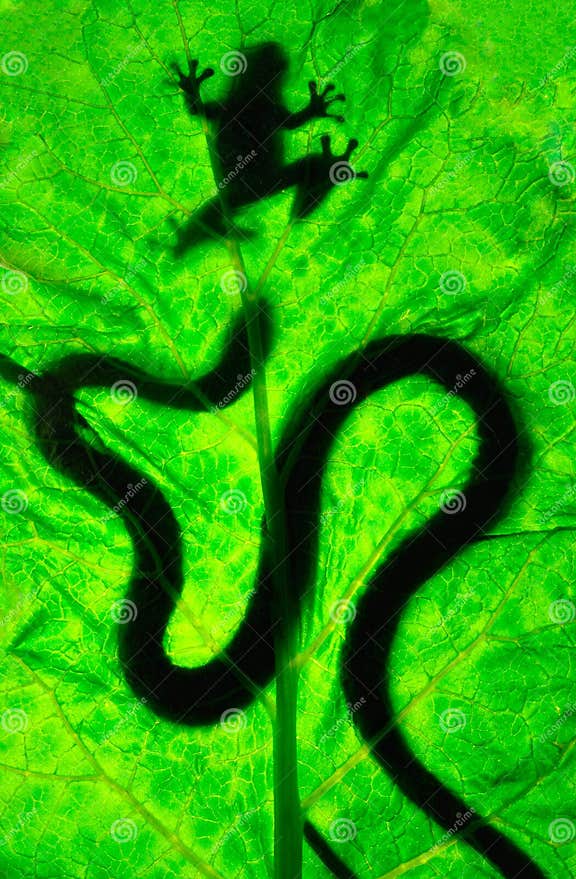 Snake hunting frog stock image. Image of frog, ecology - 24766915