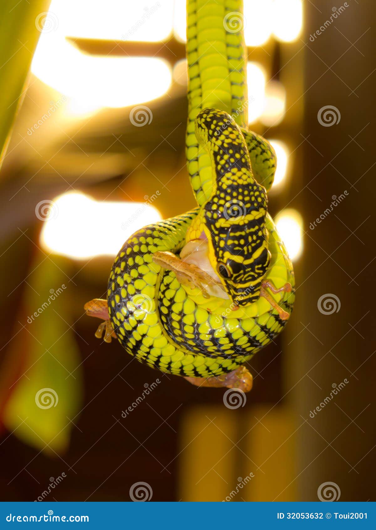 Snake hunting frog stock photo. Image of frog, attack - 32053632