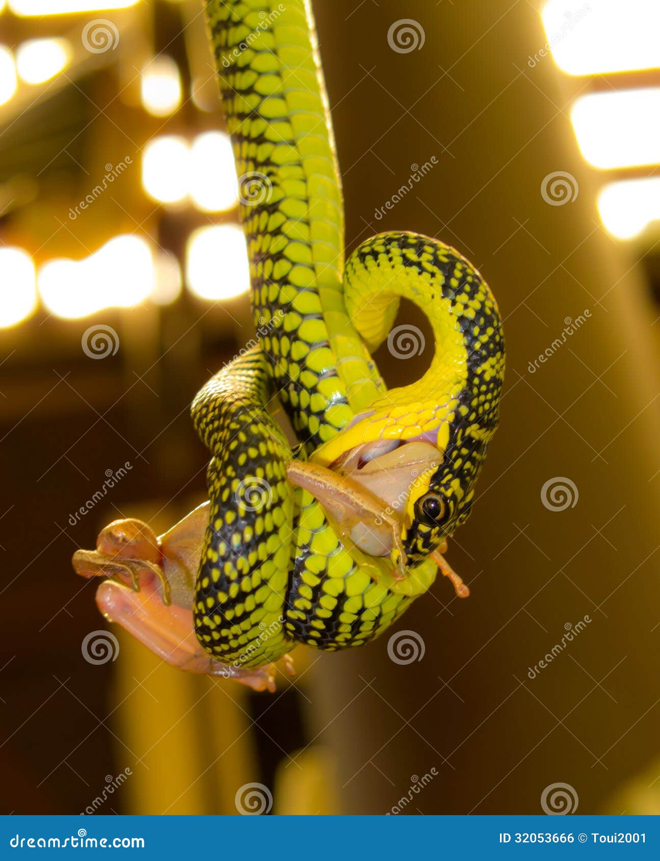 Snake hunting frog stock photo. Image of animal, food - 32053666