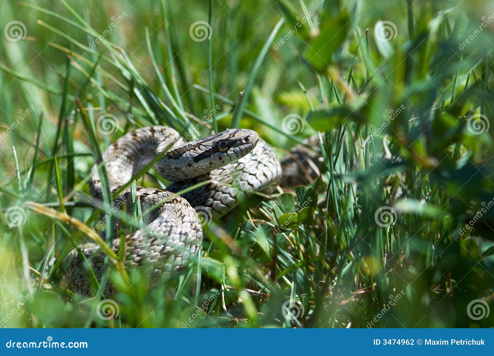 Snake hunts in grass stock photo. Image of species, ophidia - 3474962