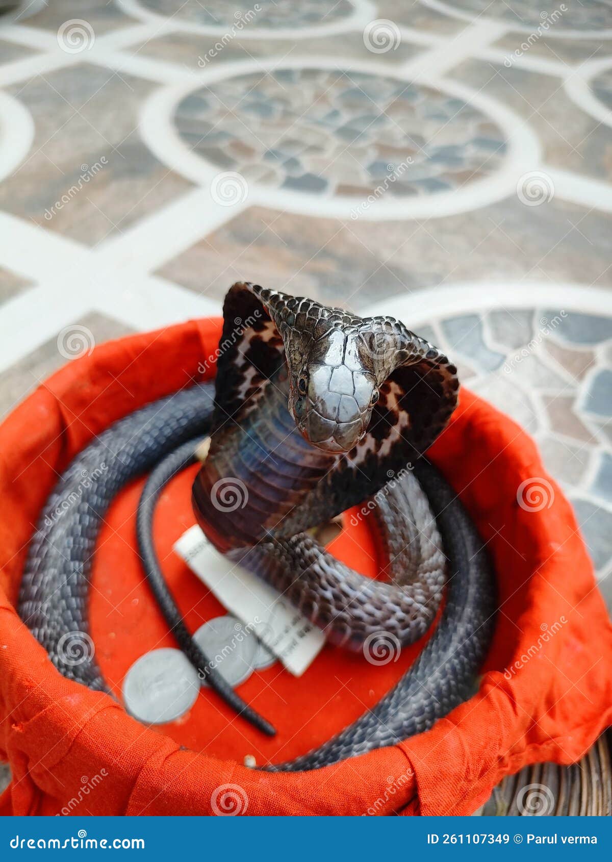 Snake india stock image. Image of original, snake, reptile - 261107349