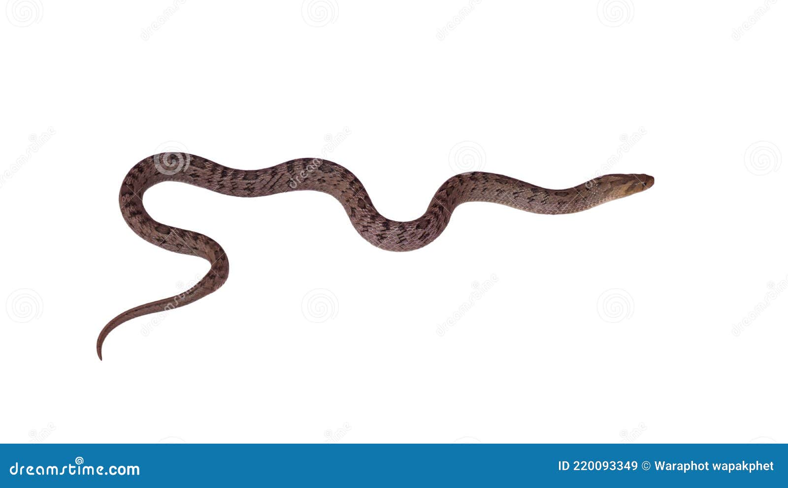 Snake Isolated on White Background Stock Image - Image of animal ...