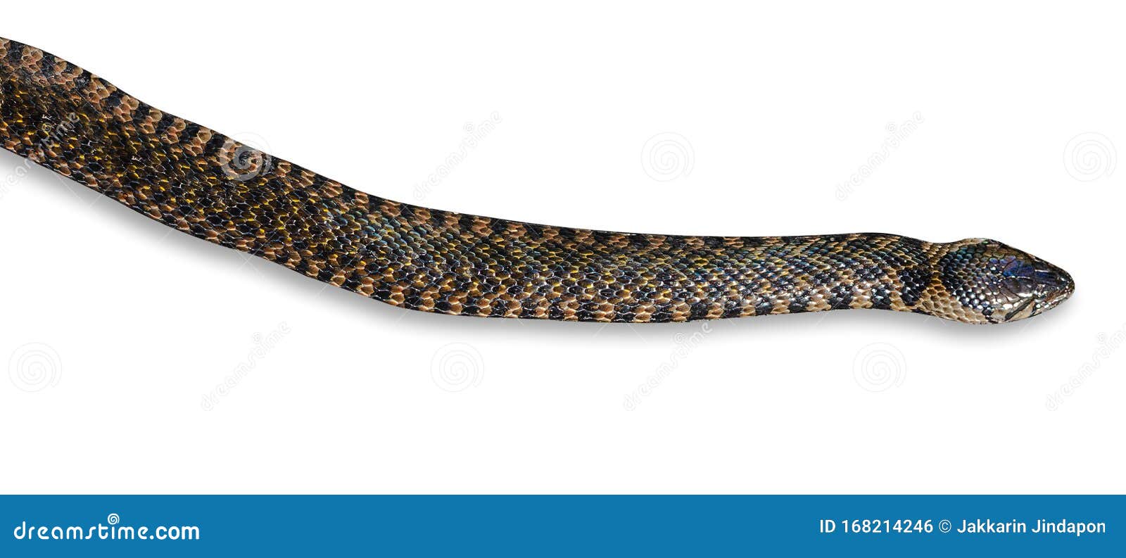 Snake Isolated on White Background Stock Photo - Image of background ...