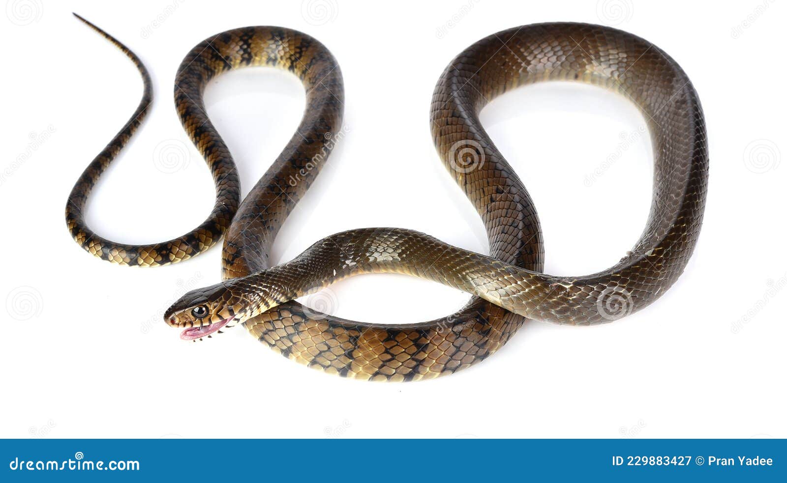 Snake Isolated on White Background Stock Image - Image of pattern ...