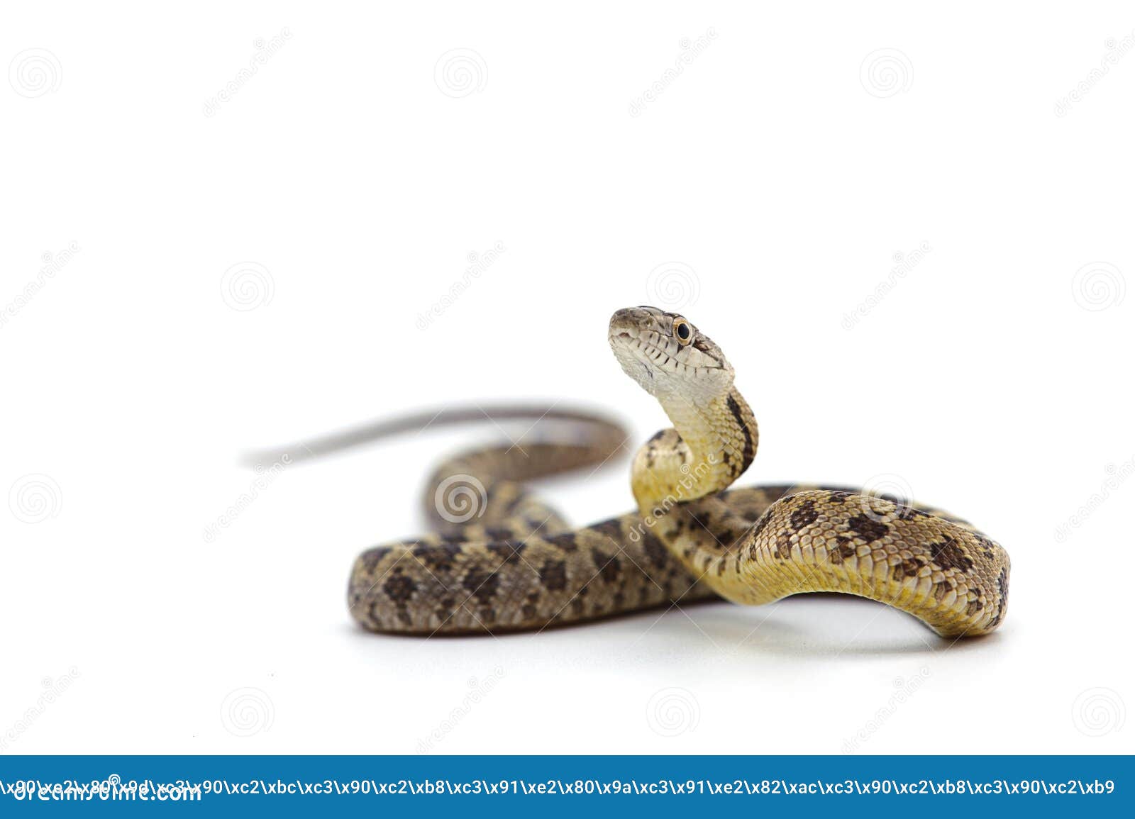 Rat Snake Attack Pose Isolated On White Background Royalty-Free Stock ...
