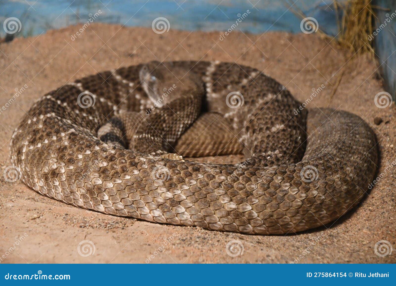 A Snake in Its Habitat stock photo. Image of herpetology - 275864154