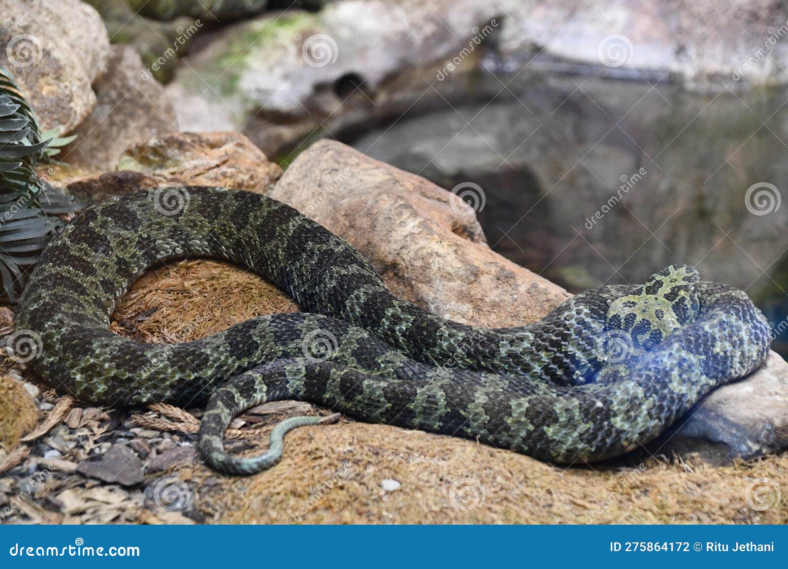 A Snake in Its Habitat stock photo. Image of habitat - 275864172