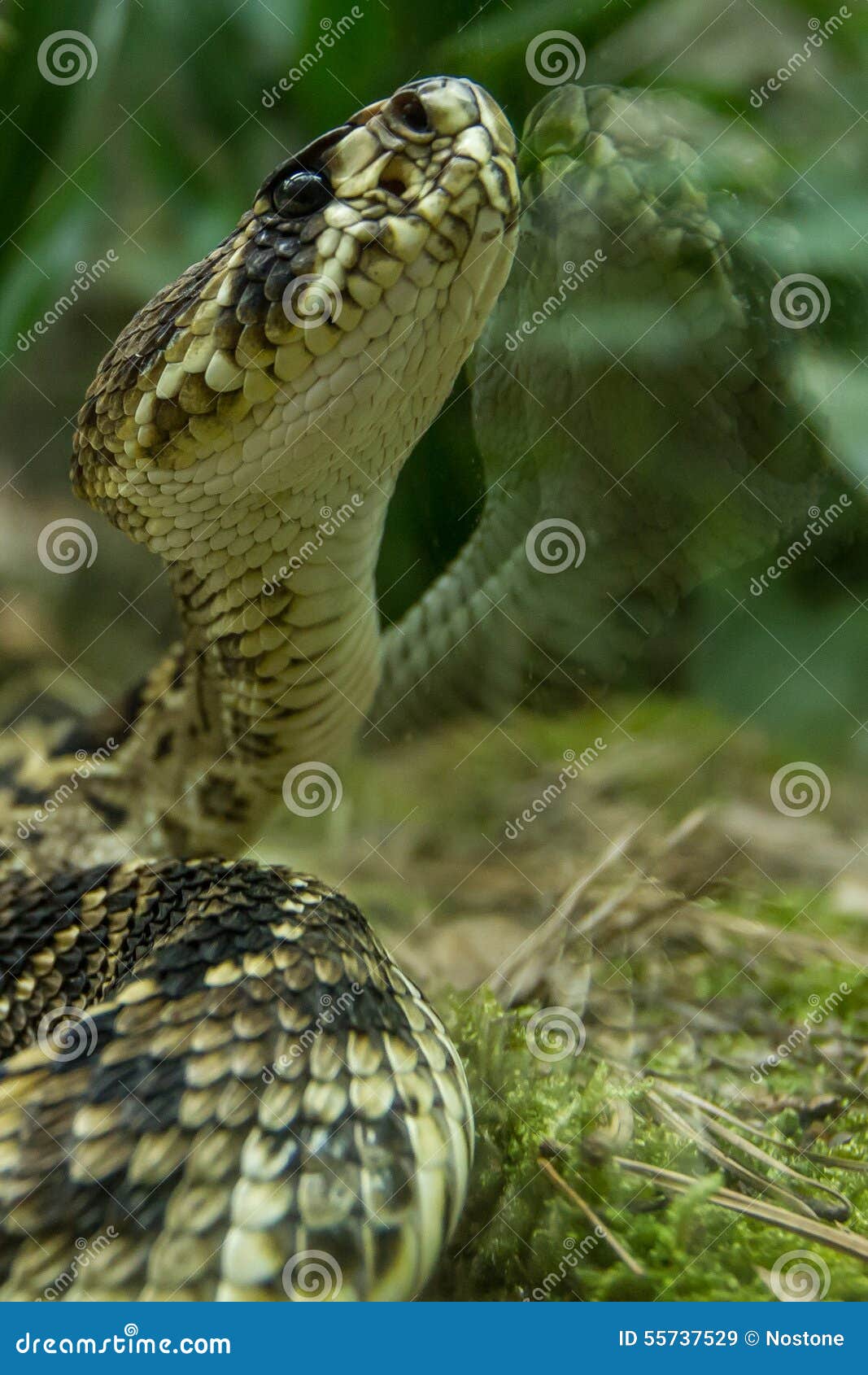 Snake stock image. Image of elongated, ears, carnivorous - 55737529