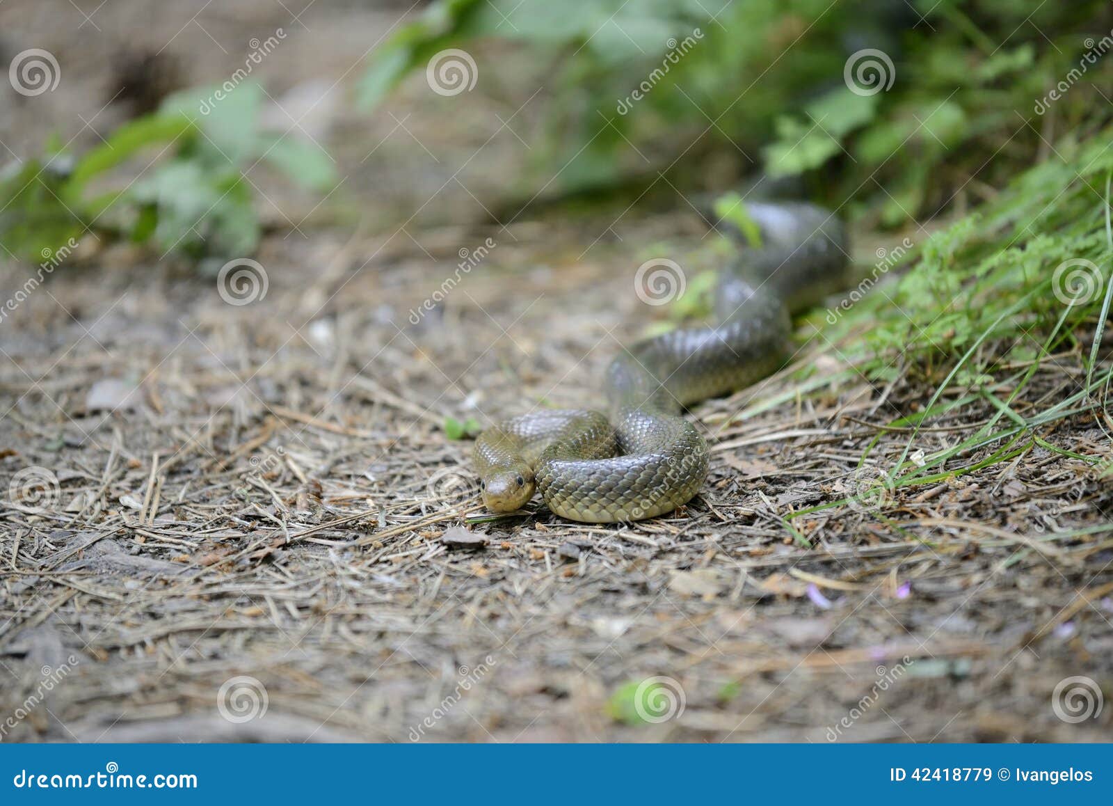 Snake in Its Natural Habitat Stock Image - Image of natural, habitat ...