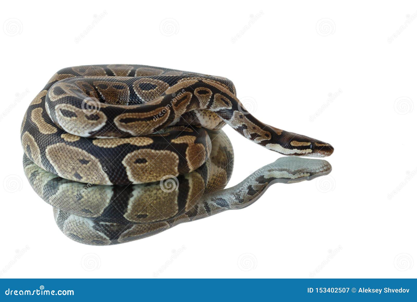 Snake and Its Reflection. Lies on the Mirror Stock Image - Image of ...