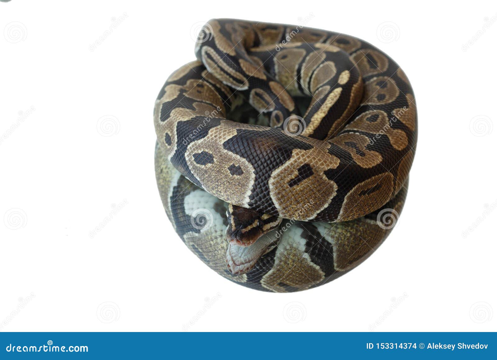 Snake and Its Reflection. Lies on the Mirror Stock Photo - Image of ...