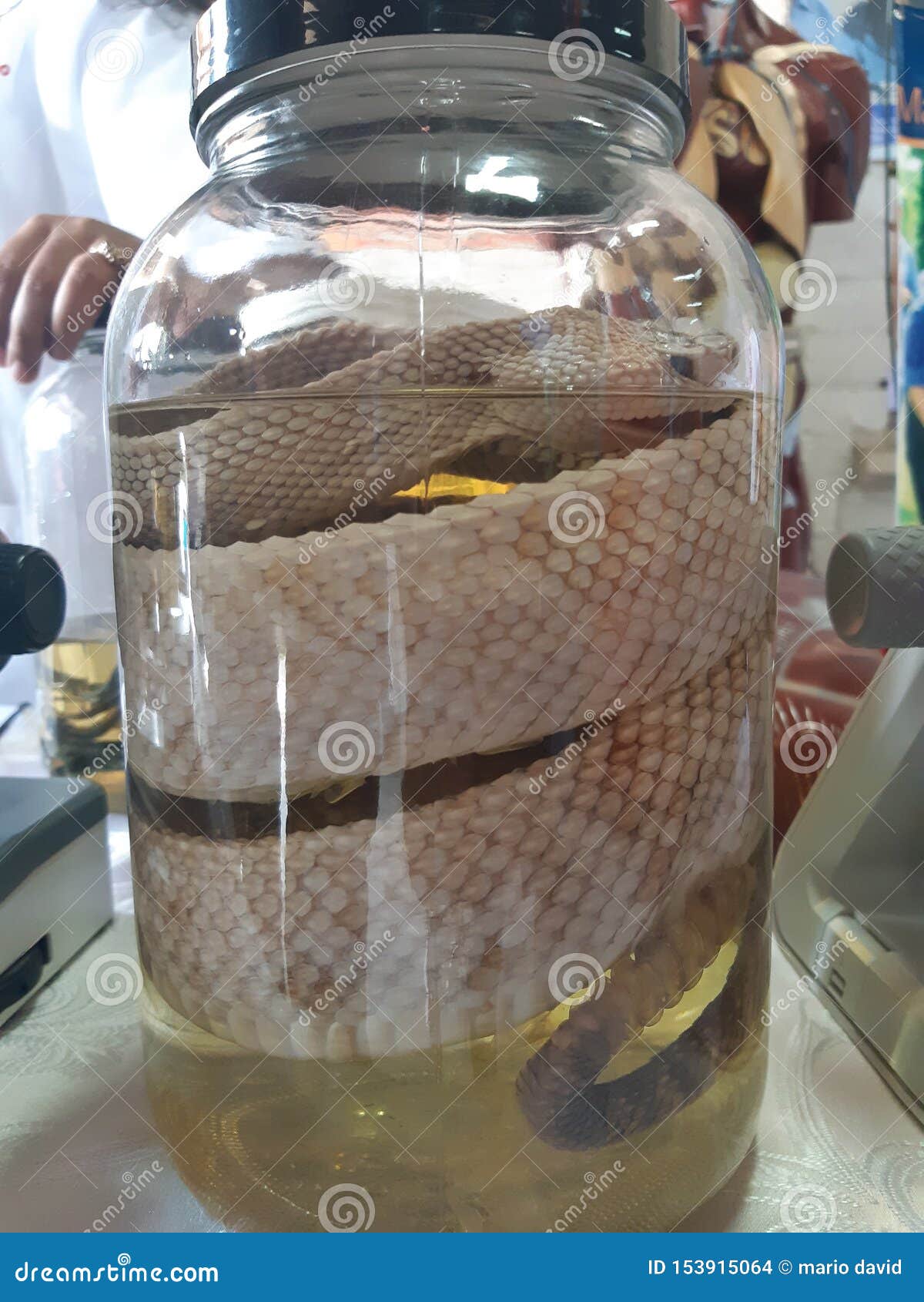 Snake in a jar stock photo. Image of science, snake - 153915064