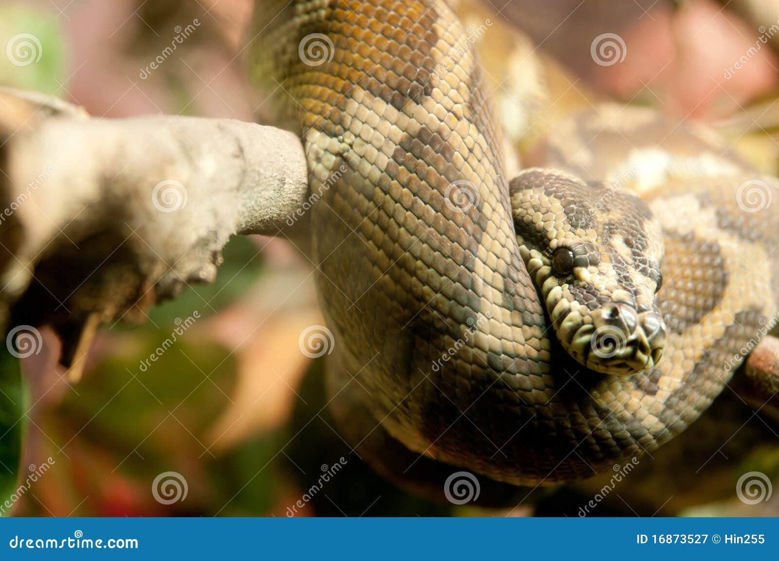 Snake in Jungle stock image. Image of reptile, brown - 16873527