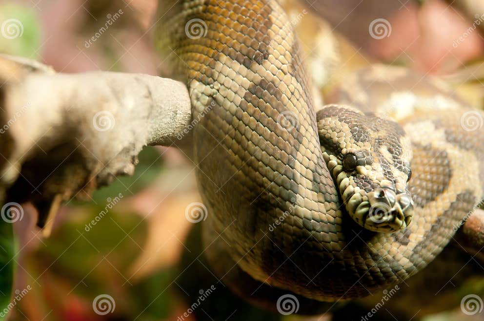 Snake in Jungle stock image. Image of reptile, brown - 16873527