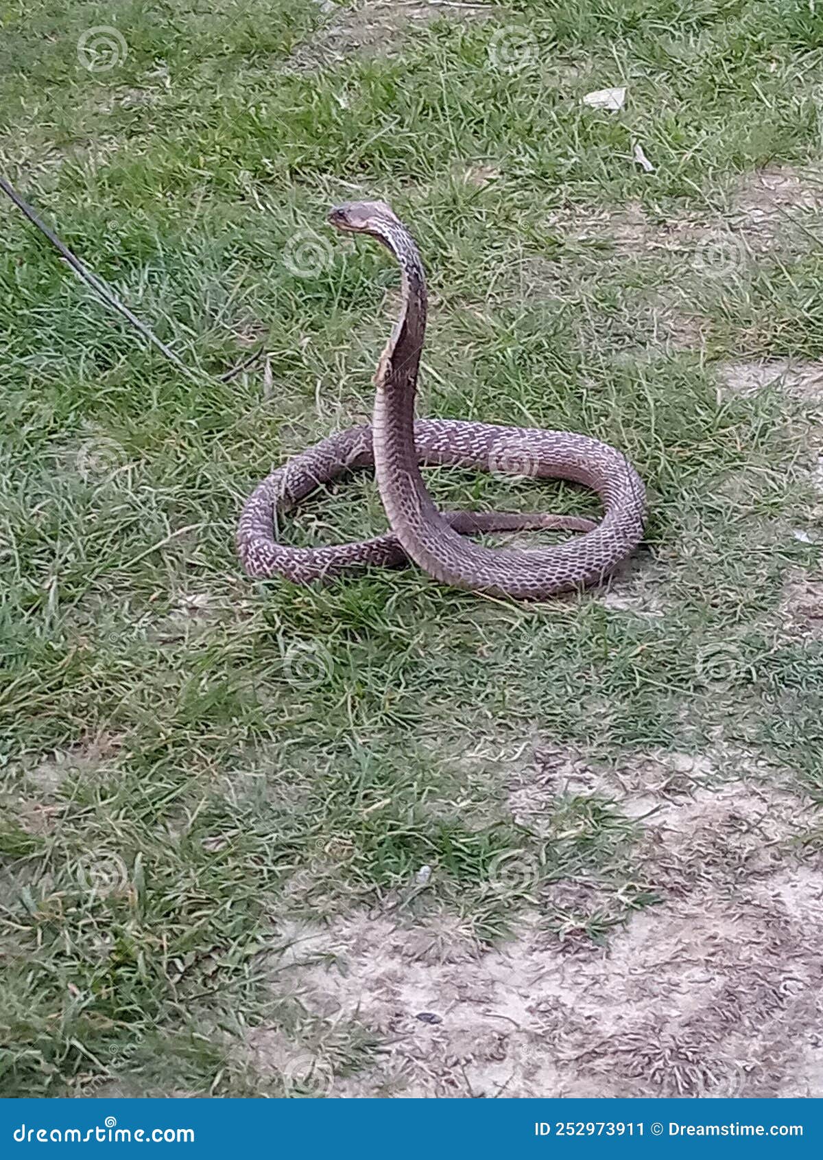 King Kobra In Jaipur Stock Photography | CartoonDealer.com #147902558