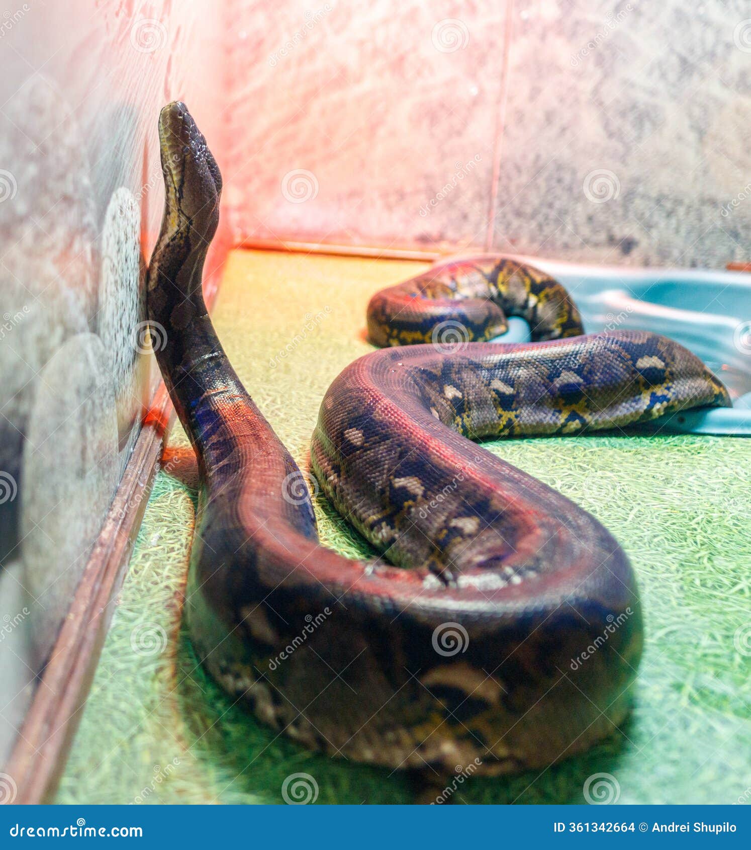 A Snake is Laying on the Ground in Front of a Wall Stock Photo - Image ...