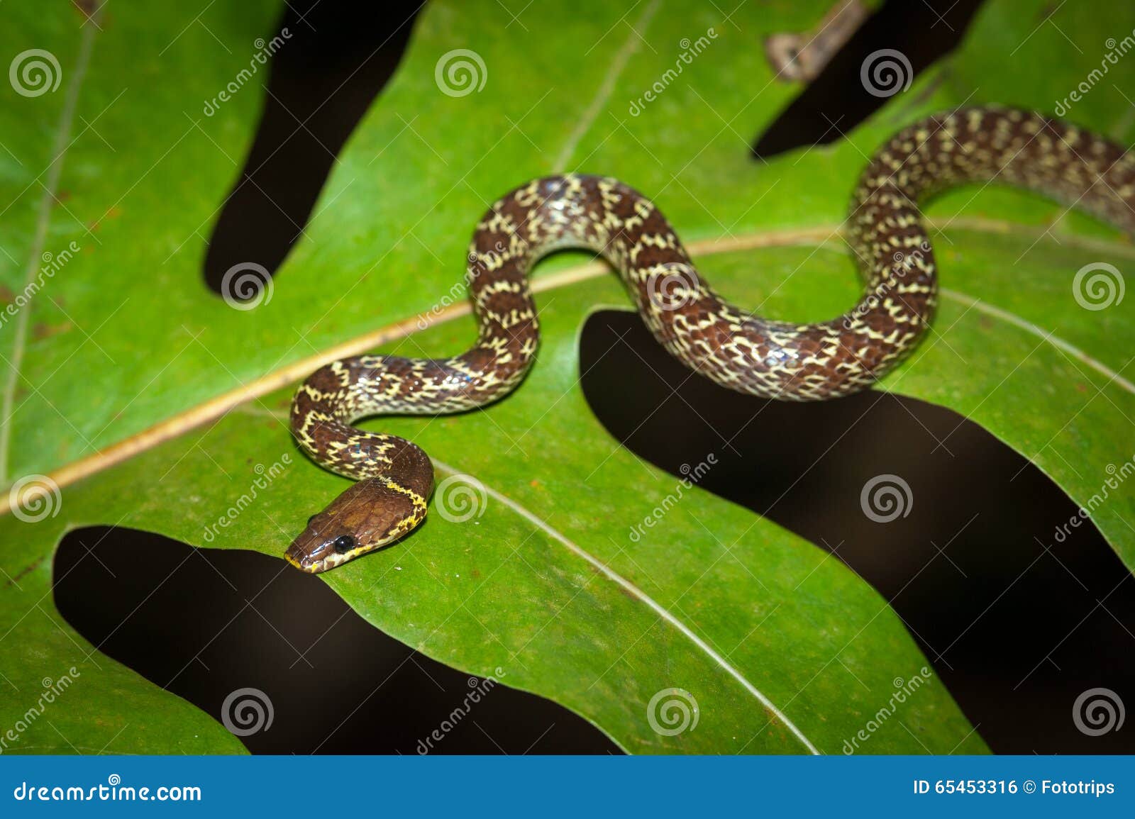 Snake on the leaf stock photo. Image of chrysopelea, frond - 65453316