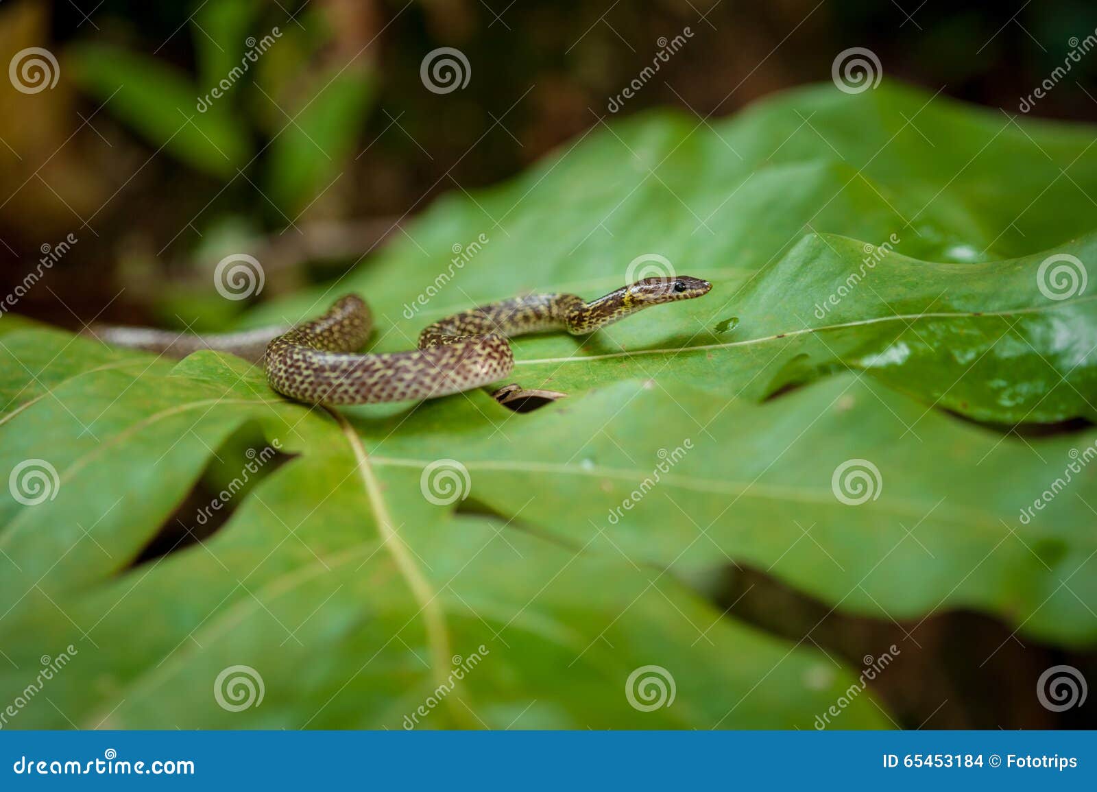 Snake on the leaf stock photo. Image of chrysopelea, body - 65453184