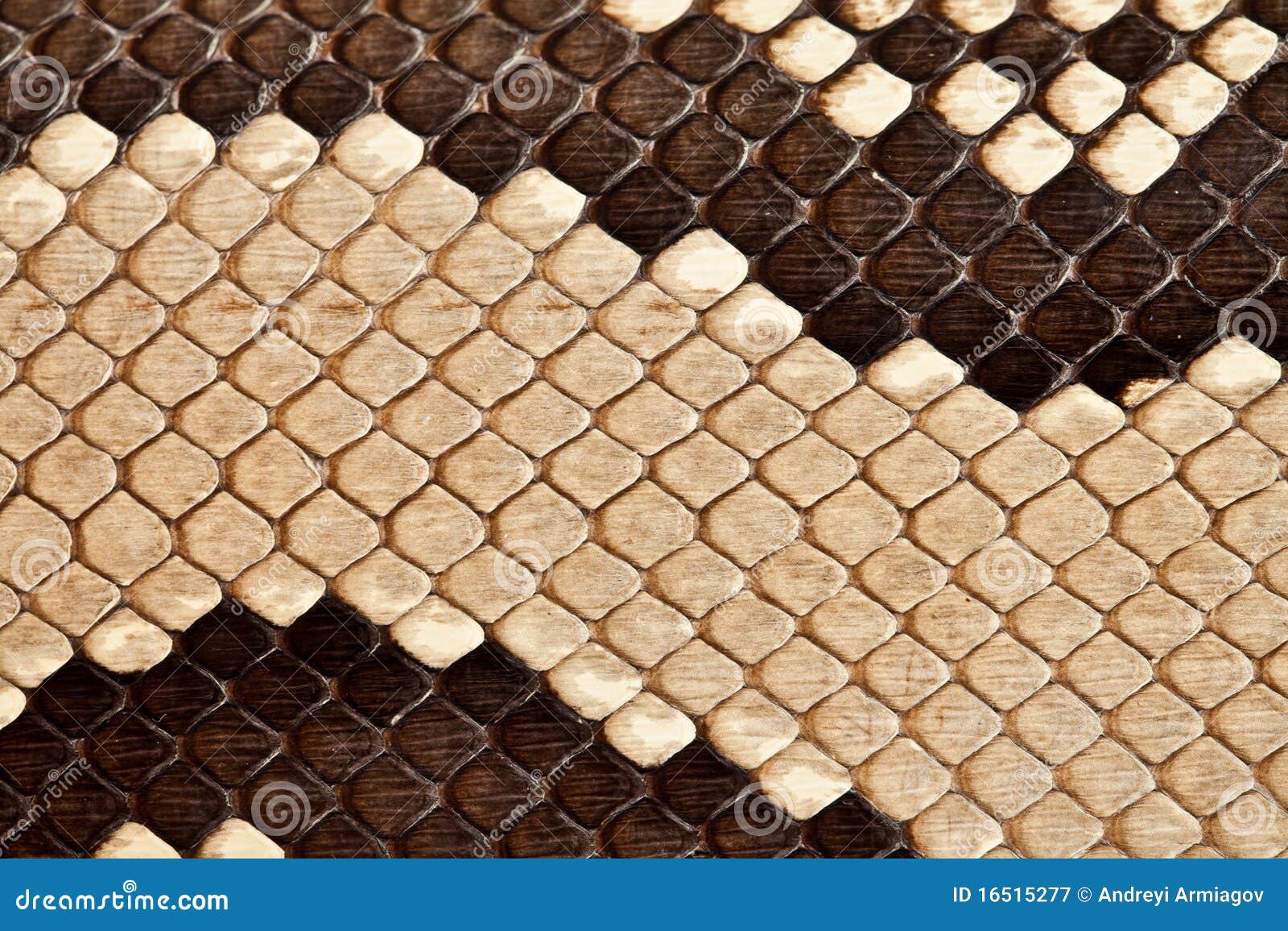 Snake leather texture stock image. Image of scale, material - 16515277