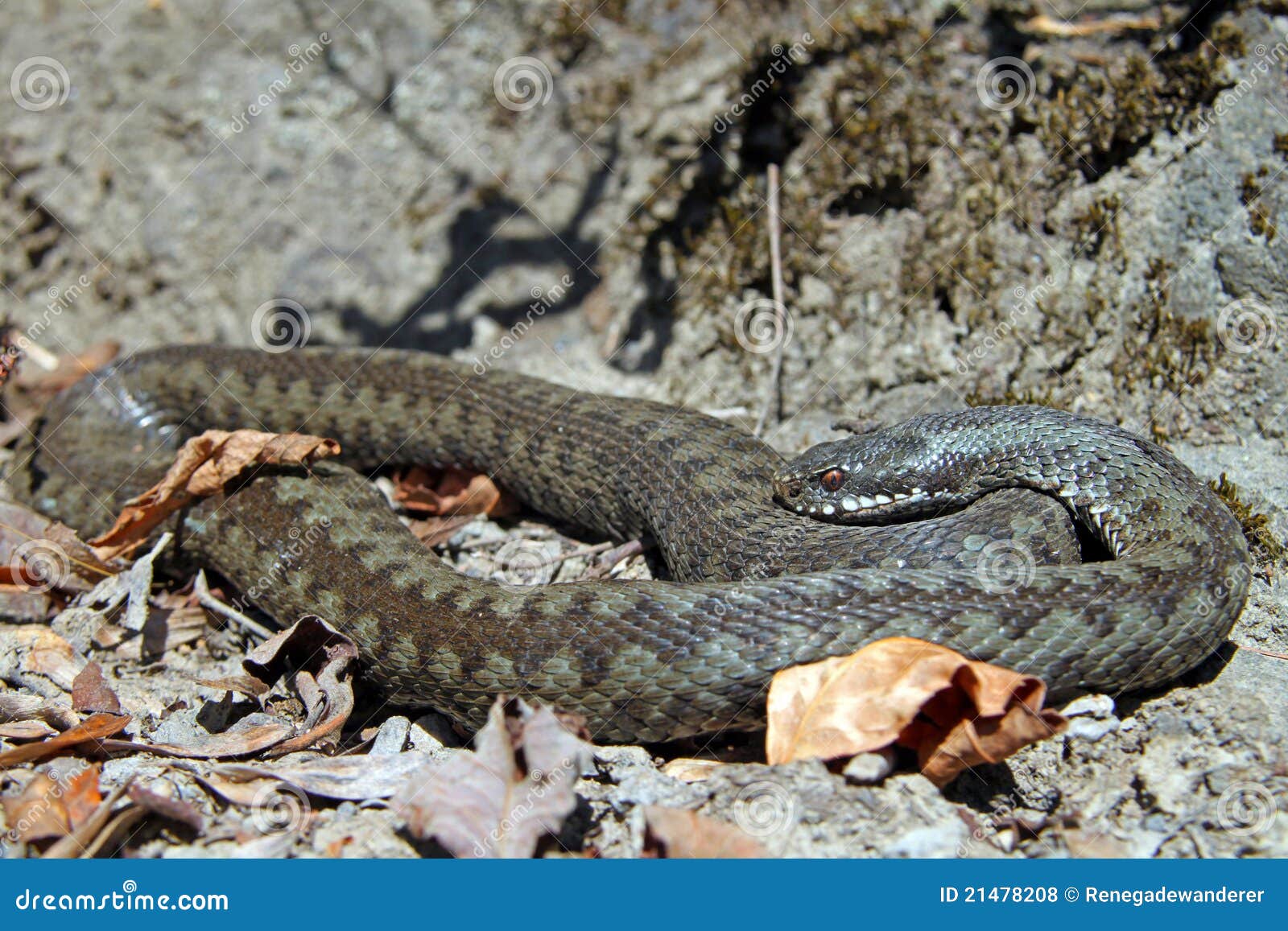 Snake among leaves stock photo. Image of nature, reptilian - 21478208