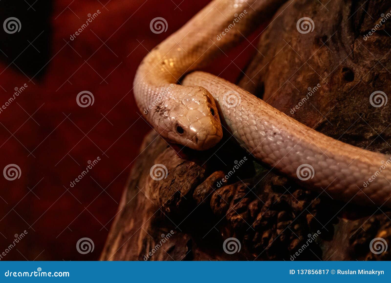 Snake leucistic texas rat stock image. Image of lindheimerii - 137856817