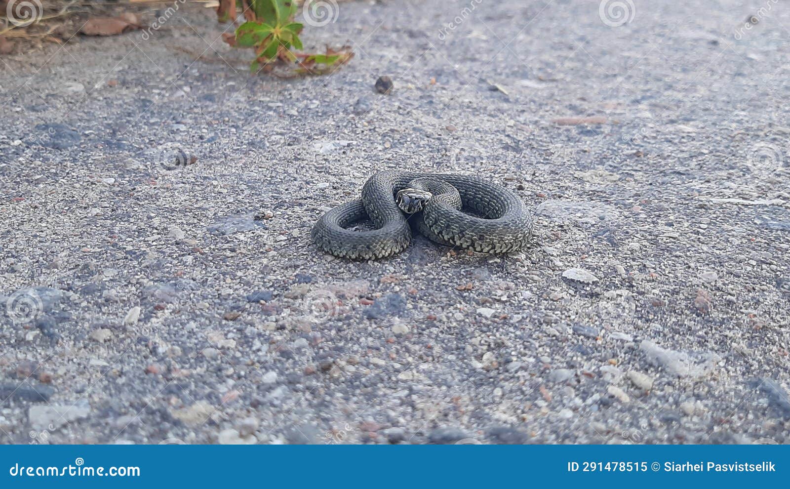 Snake lies on the road stock image. Image of gray, wallpaper - 291478515