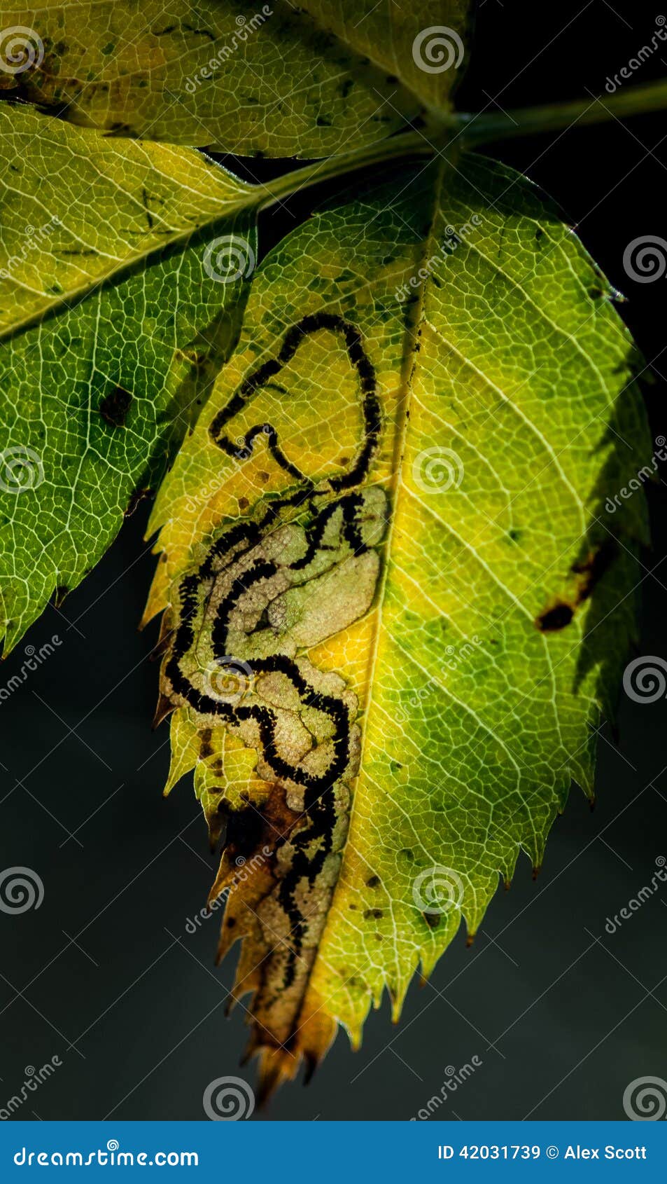 Snake-like leaf miner stock image. Image of wildlife - 42031739