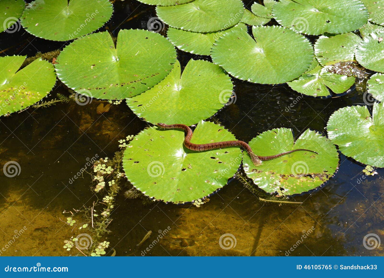 Slithering Snake Royalty-Free Stock Photography | CartoonDealer.com ...