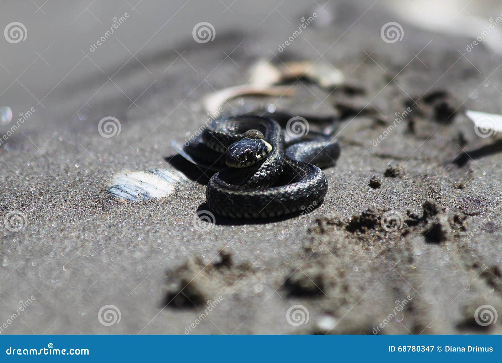Snake stock image. Image of daylight, occupy, reptile - 68780347