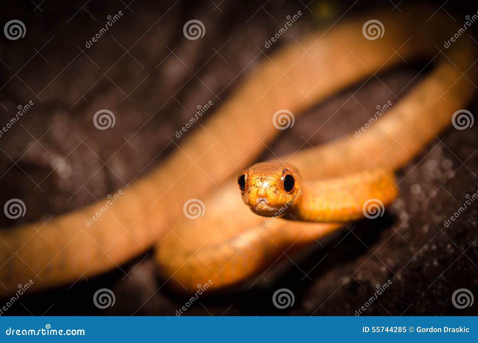 Snake on log stock image. Image of reptiles, thailand - 55744285