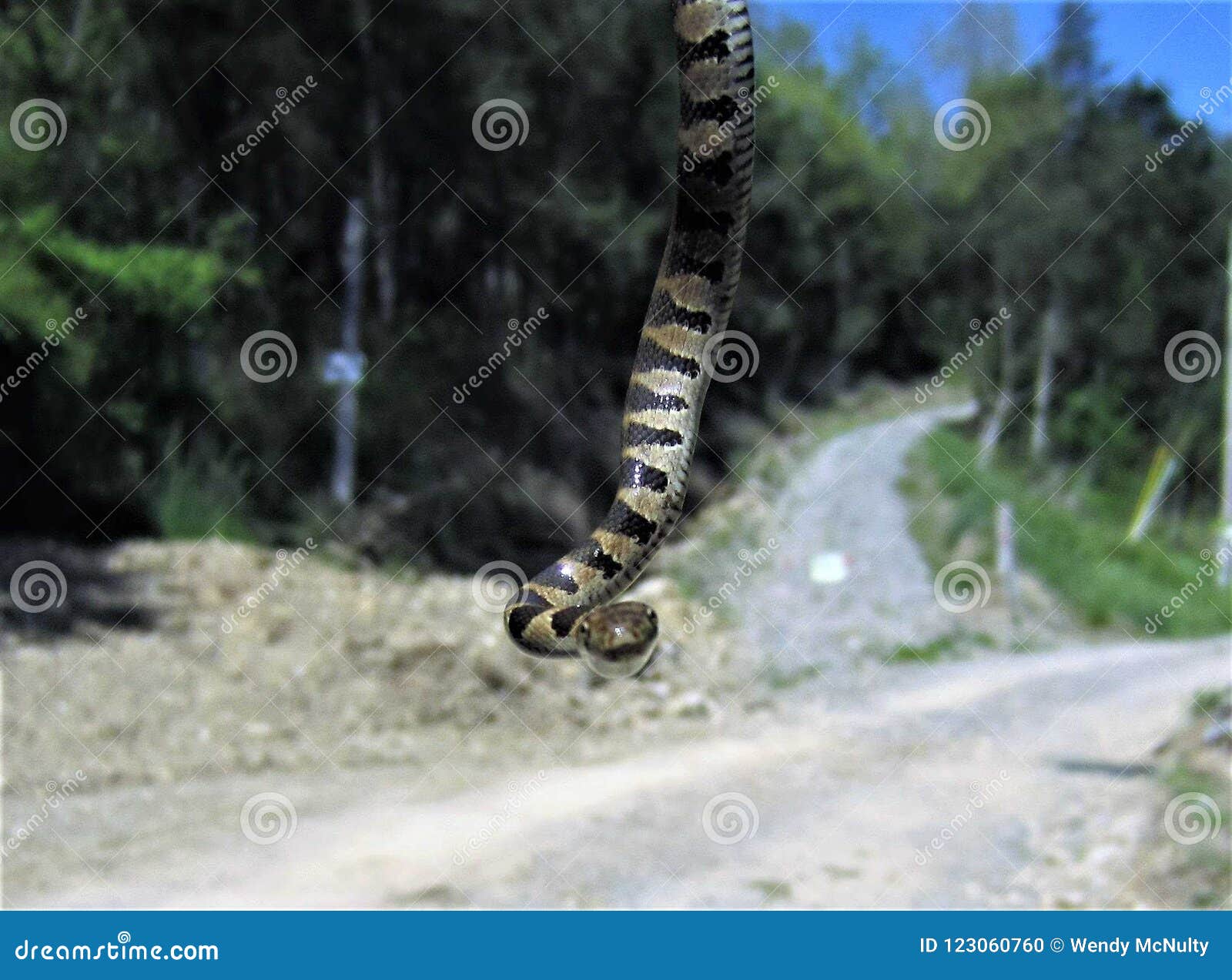 Snake looking at camera stock photo. Image of road, stripes - 123060760