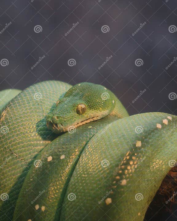 Snake Looking at the Camera Stock Photo - Image of snake, looking ...