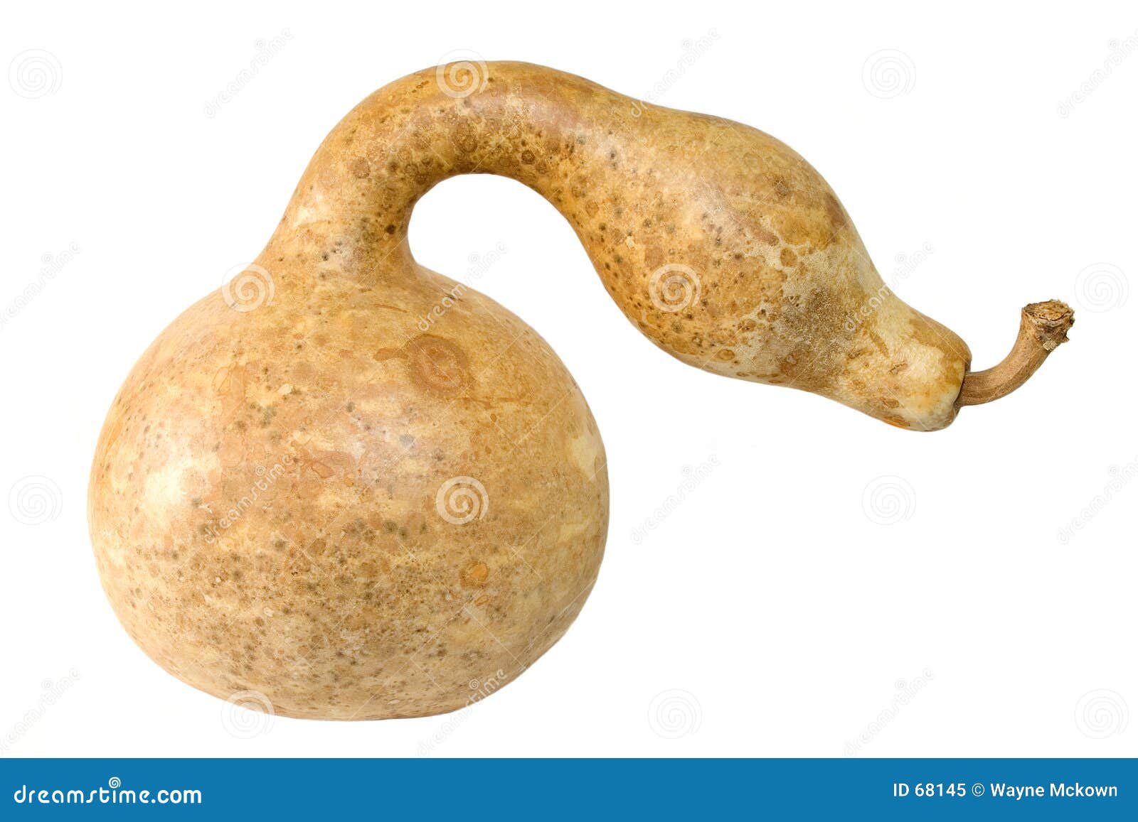 143 Zucchini Snake Photos - Free & Royalty-Free Stock Photos from ...