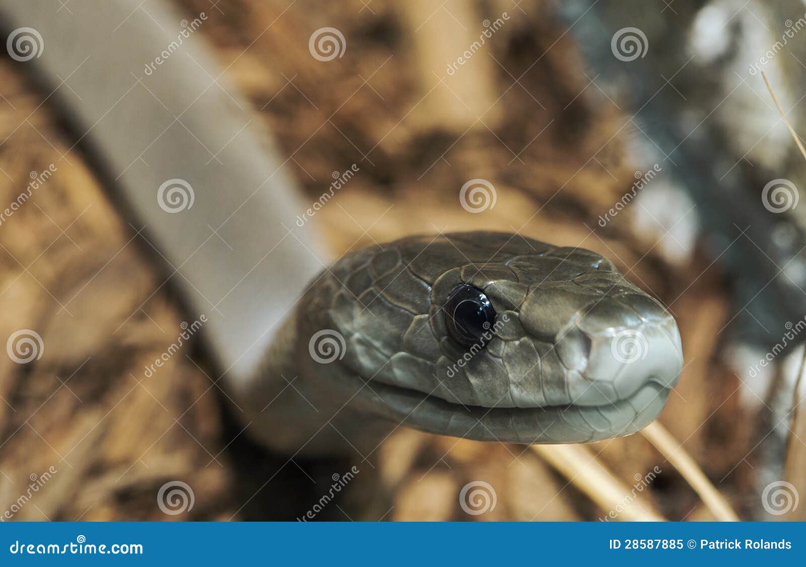 Snake looking up stock image. Image of snakeskin, safari - 28587885