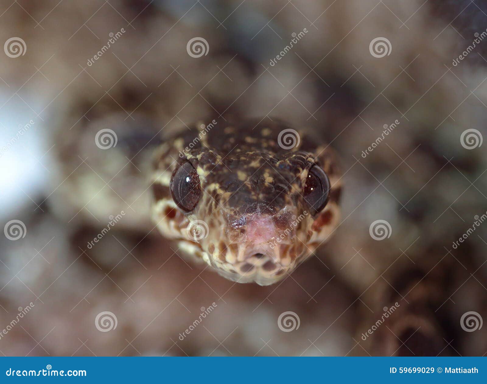 A snake looking at you stock image. Image of defensive - 59699029